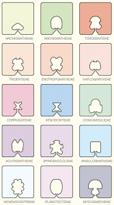 The Holotypic Occlupanid Research Group: A (Silly) Database of ...