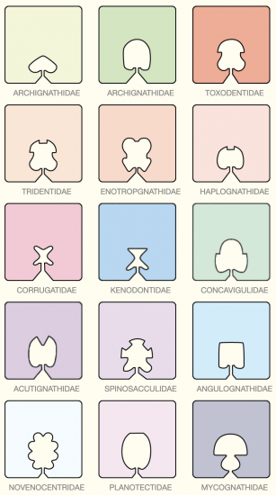 The Holotypic Occlupanid Research Group: A (Silly) Database of ...