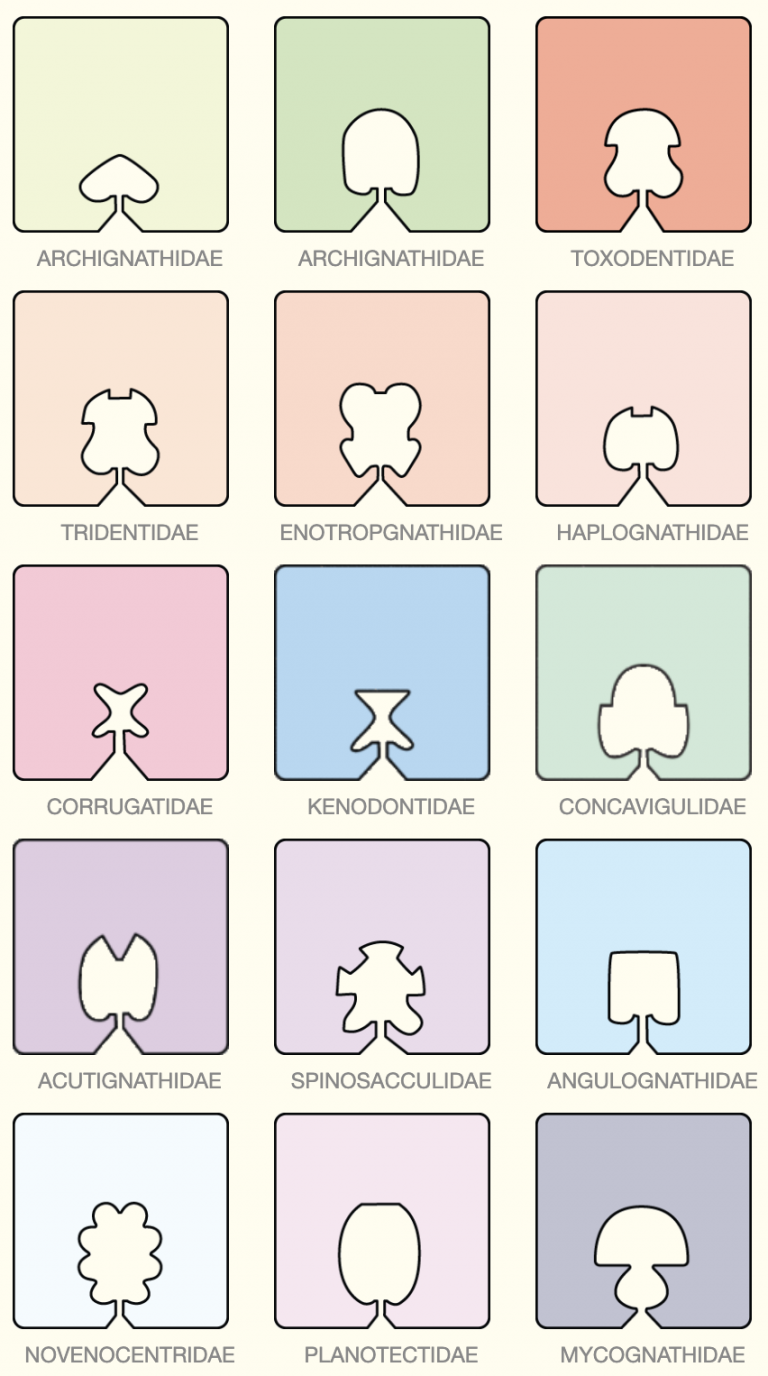 The Holotypic Occlupanid Research Group: A (Silly) Database of ...